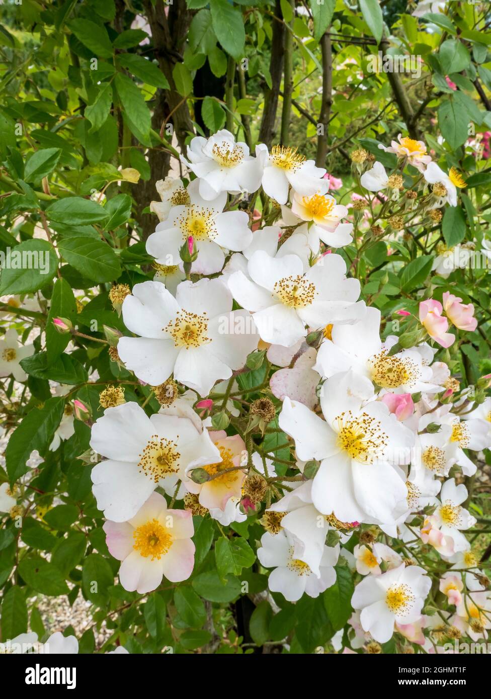 Rosa 'Francis E. Lester' Breeder : Lester (USA) 1946 Stock Photo - Alamy