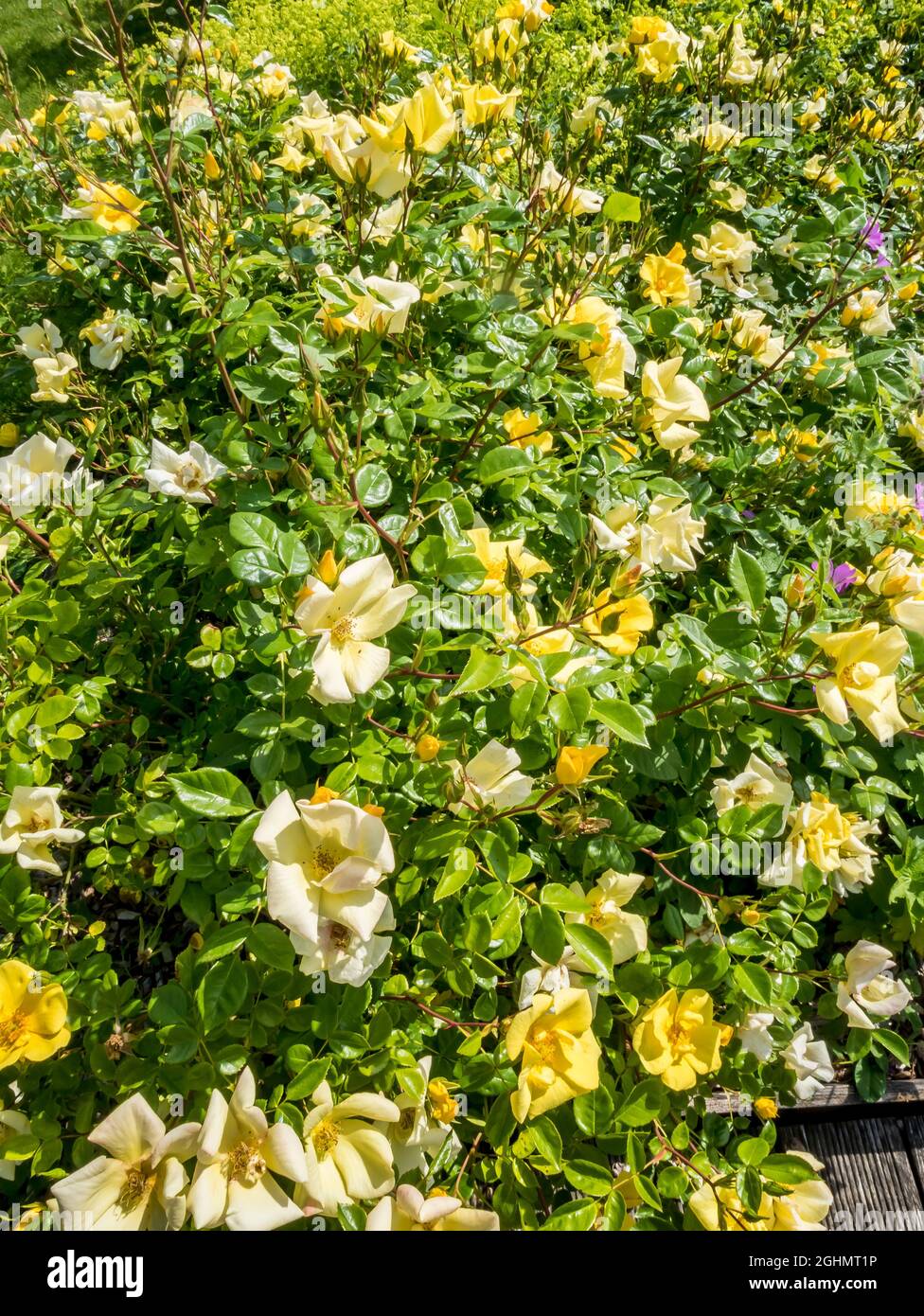 Rose tree ?Liane Foly' in bloom in a garden Stock Photo - Alamy