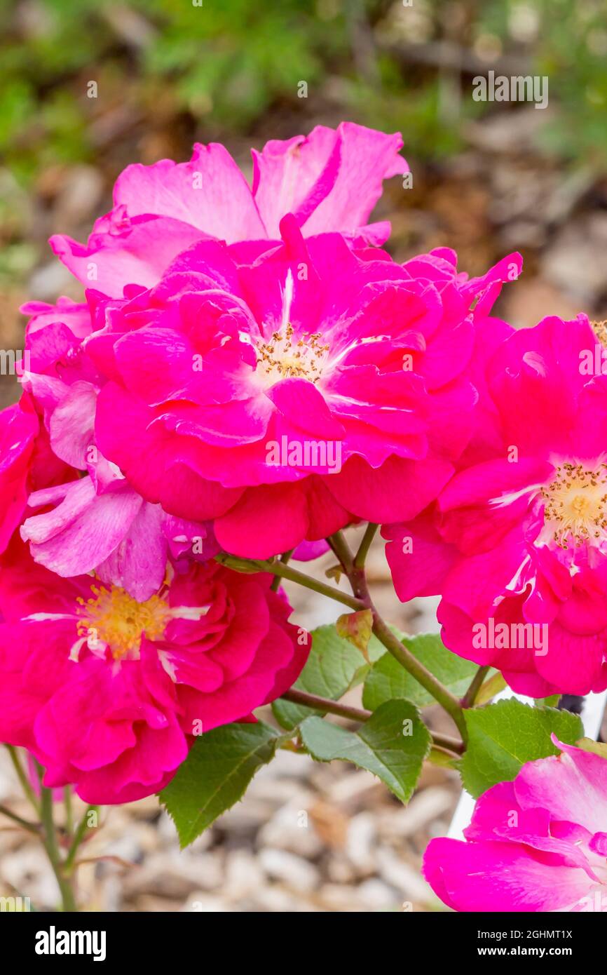 Nur mahal hi-res stock photography and images - Alamy