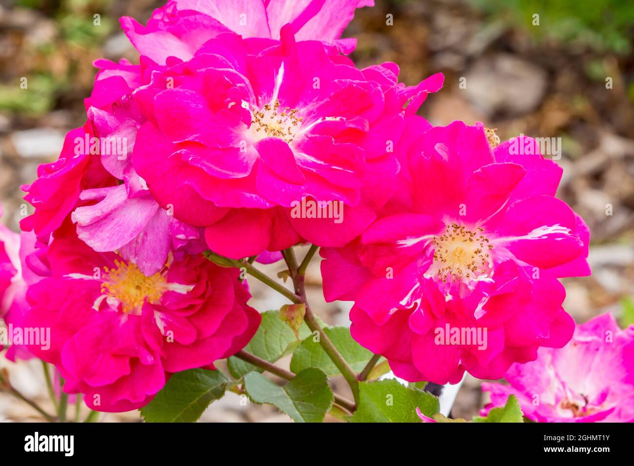 Rose tree 'Nur Mahal' in bloom in a garden Stock Photo - Alamy