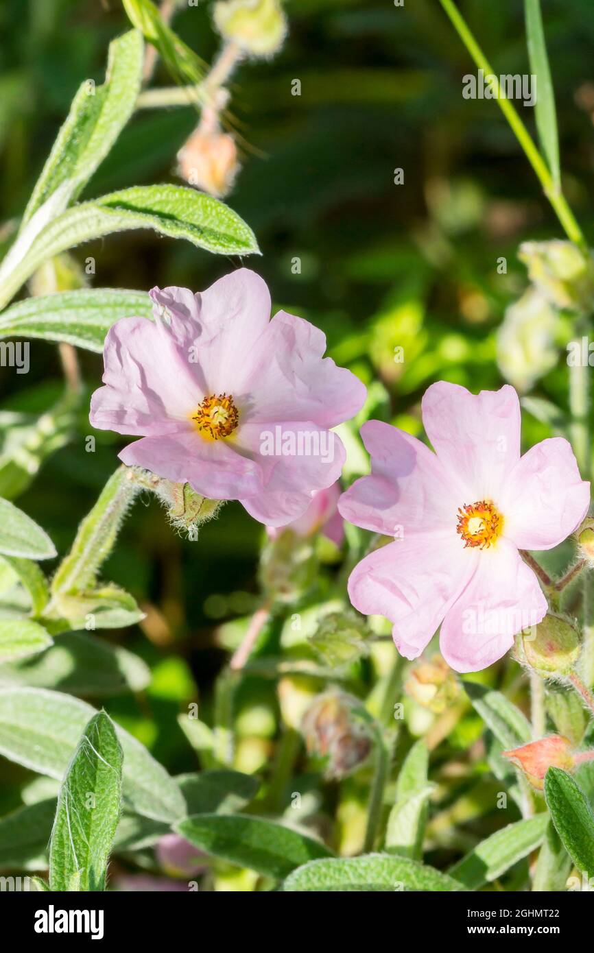 Cistus family hi-res stock photography and images - Alamy
