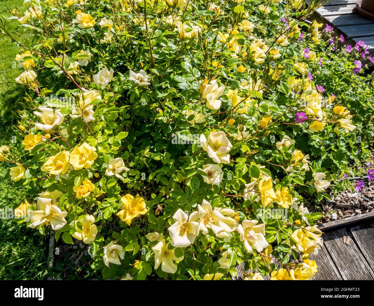 Rose tree ?Liane Foly' in bloom in a garden Stock Photo - Alamy