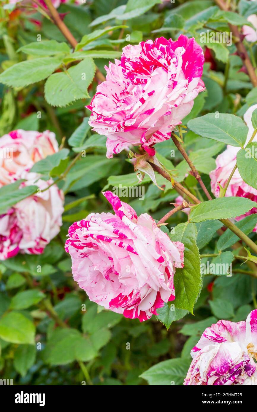 Two Tone Colour Rose High Resolution Stock Photography and Images - Alamy