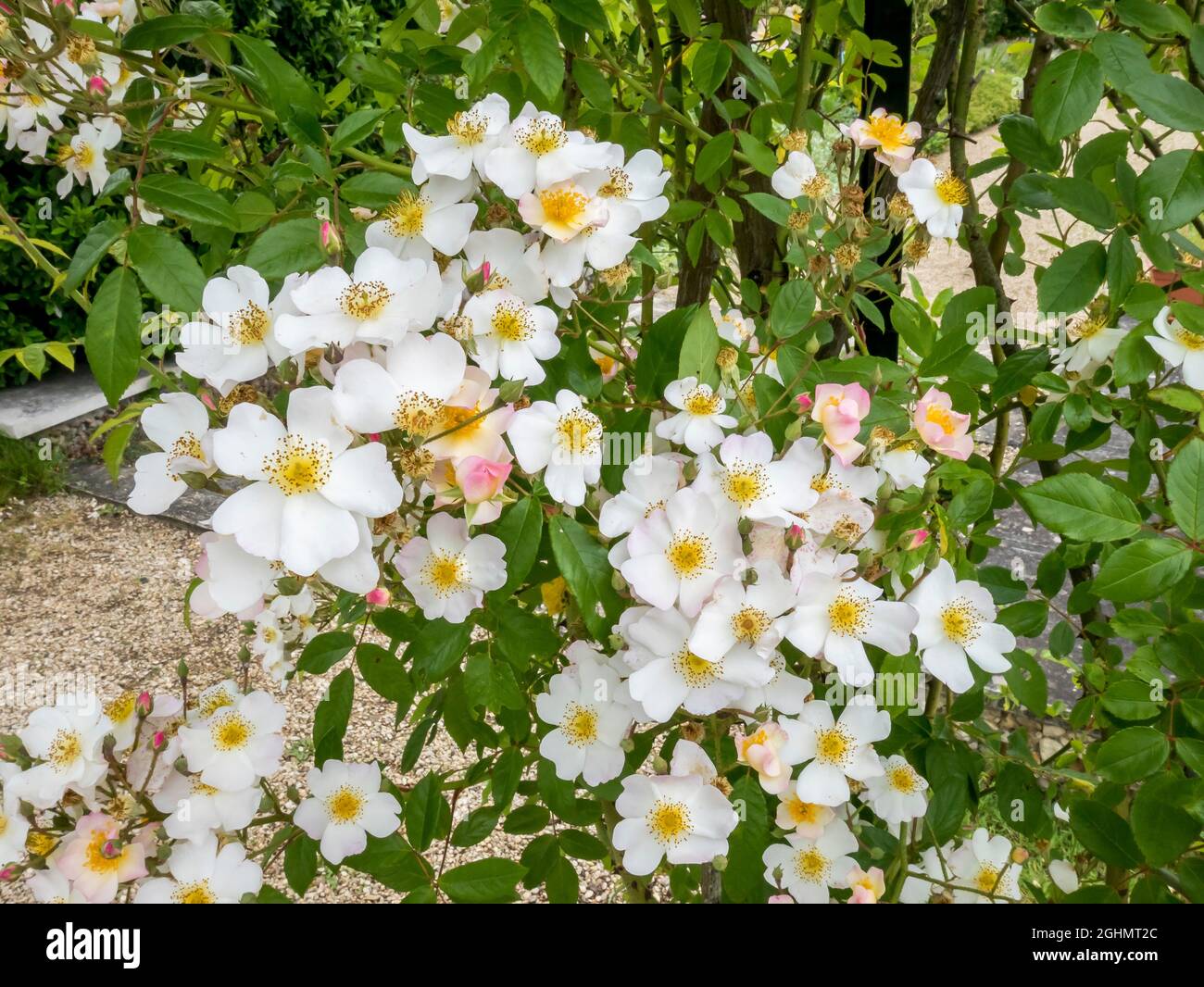 Rosa 'Francis E. Lester' Breeder : Lester (USA) 1946 Stock Photo - Alamy