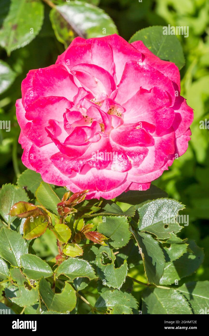 Rose tree meidiland 'Royal Bonica' in bloom in a garden Stock Photo - Alamy
