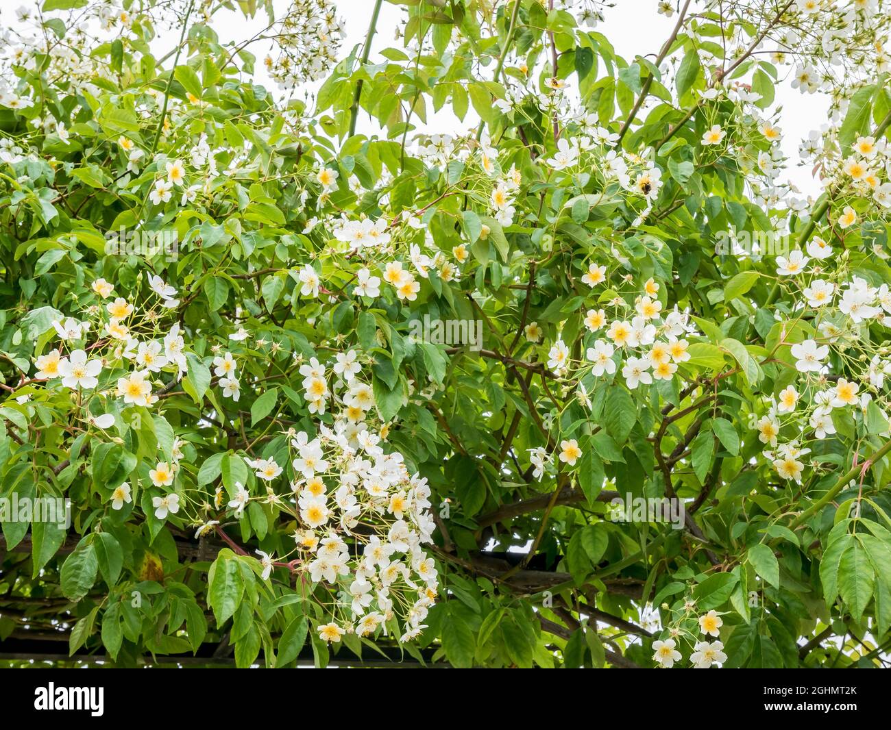 Rose tree 'Toby Tristam' in bloom in a garden Stock Photo - Alamy