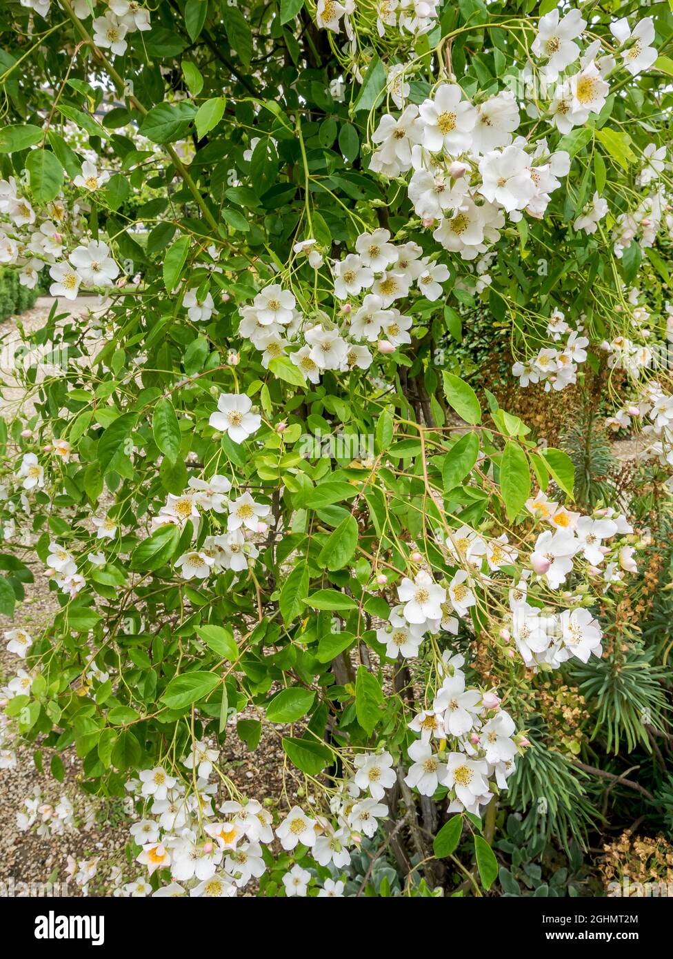 Rose tree 'Toby Tristam' in bloom in a garden Stock Photo - Alamy
