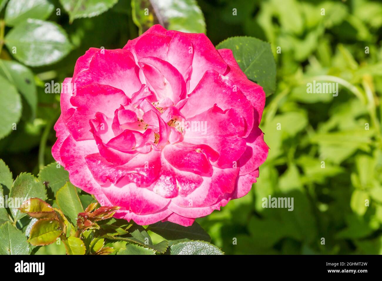 Rose rosa pink meidiland hi-res stock photography and images - Alamy