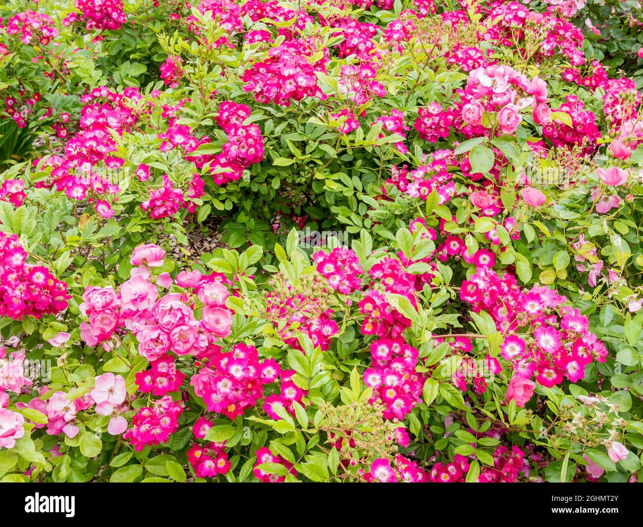 Rose tree 'Marjorie Fair' in bloom in a garden Stock Photo - Alamy