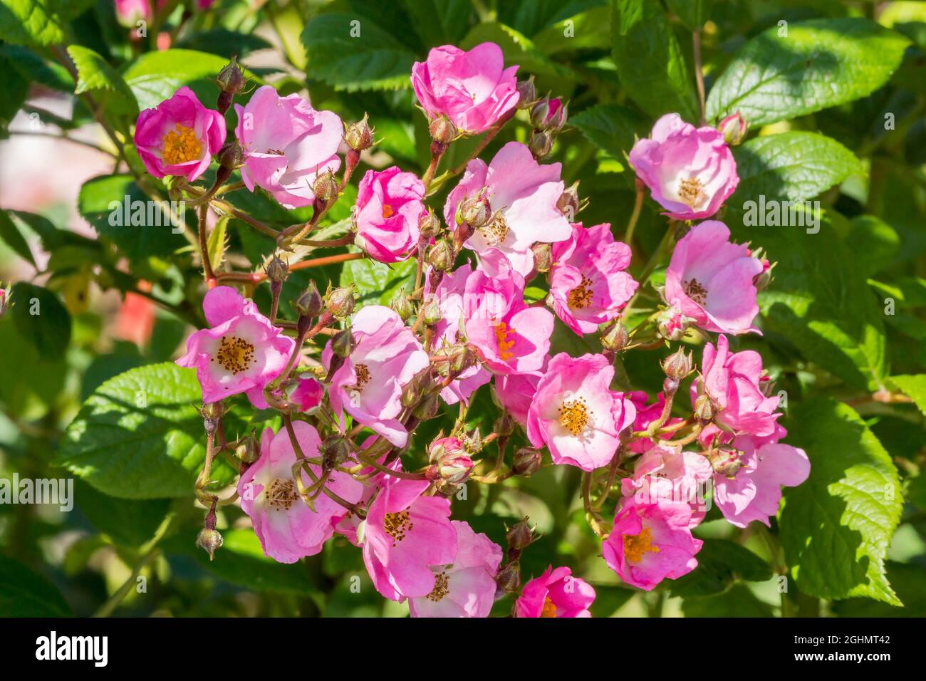 Rose tree 'Eva' in bloom in a garden Stock Photo - Alamy