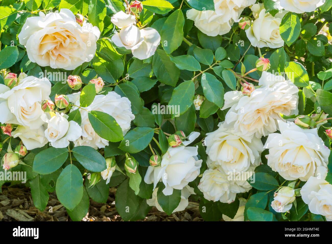 Rose tree 'Kosmos' in bloom in a garden Stock Photo - Alamy