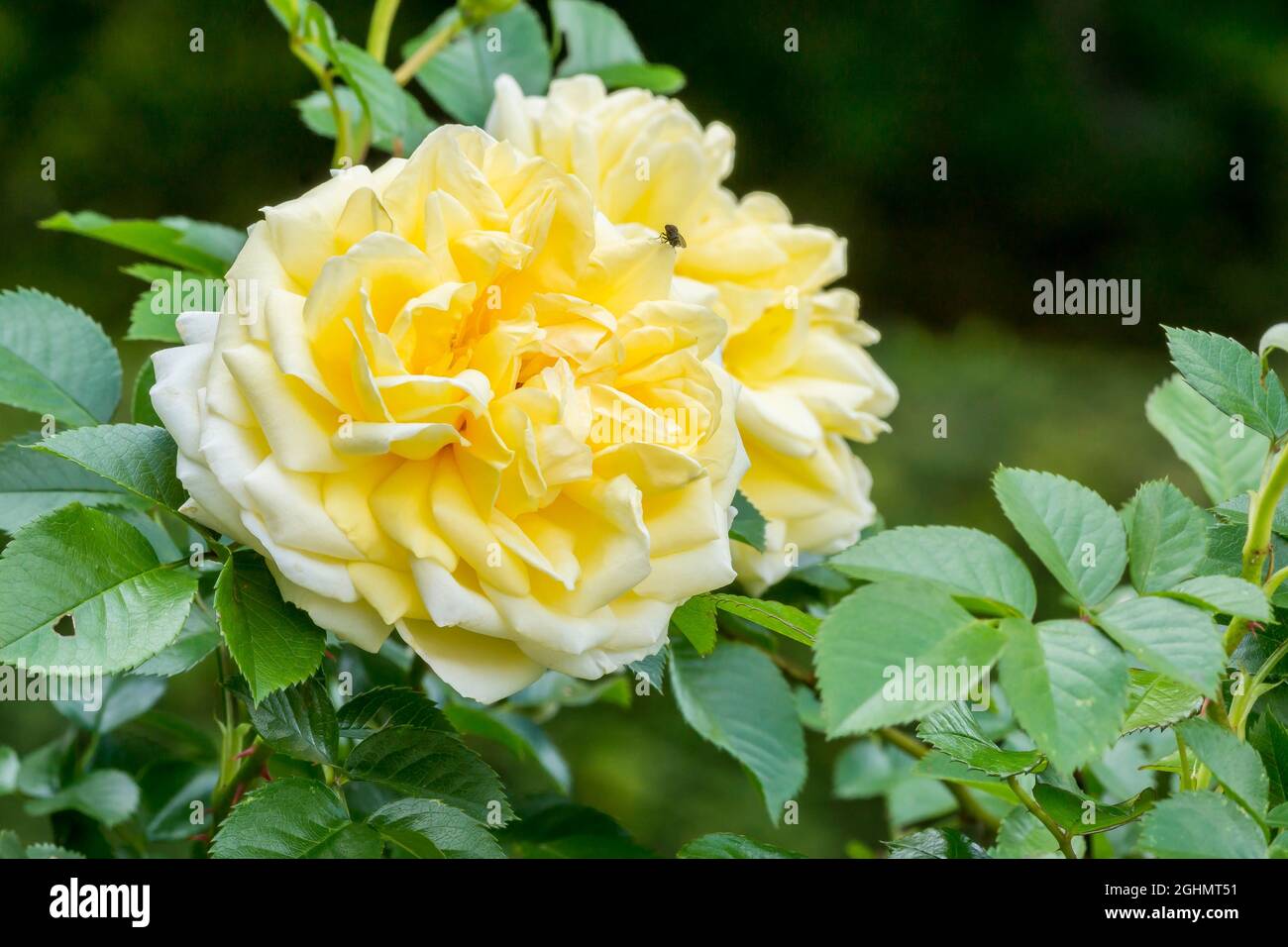 Persian rose garden hi-res stock photography and images - Alamy