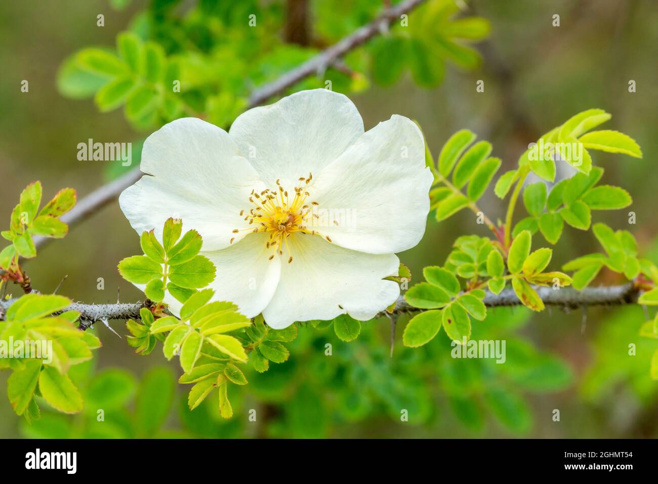 Rose tree 'Seagull' in bloom in a garden Stock Photo - Alamy