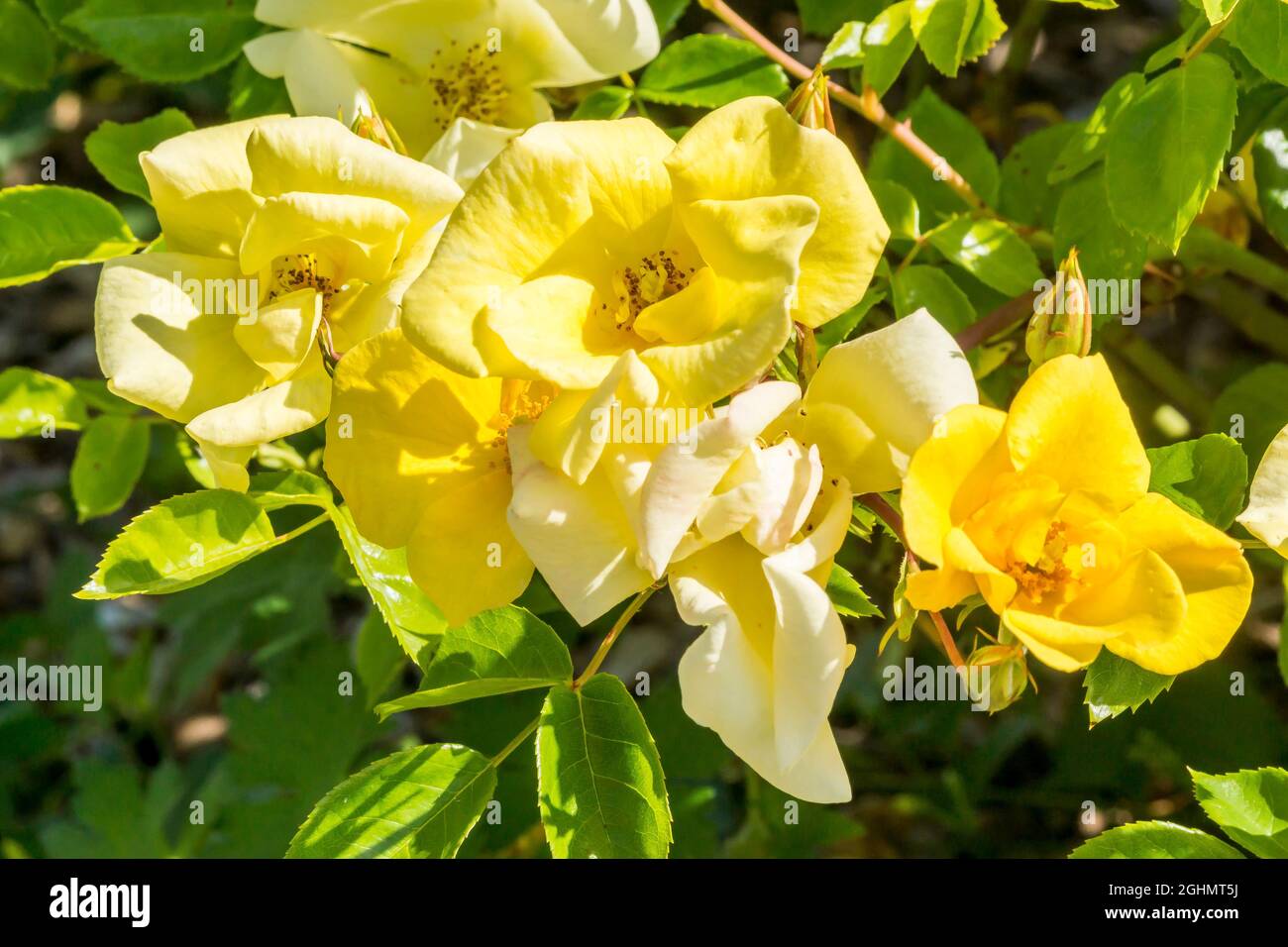 Rose tree ?Liane Foly' in bloom in a garden Stock Photo - Alamy