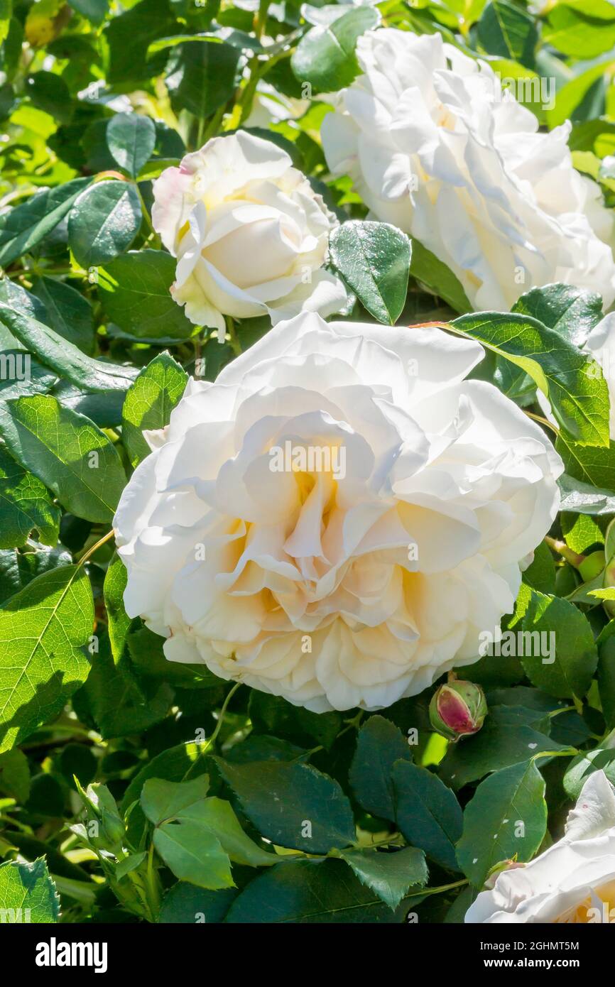 Rose tree 'Kosmos' in bloom in a garden Stock Photo - Alamy