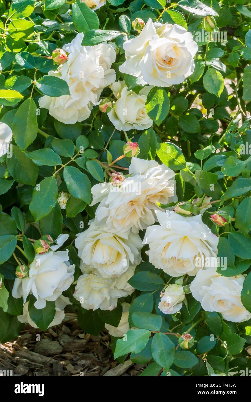 Kosmos flower hi-res stock photography and images - Alamy