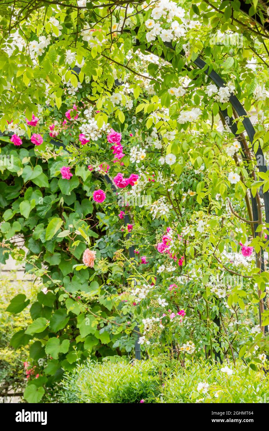 Rosa 'Toby Tristam' , Rosa 'Grimpant Manou Meilland' Stock Photo - Alamy