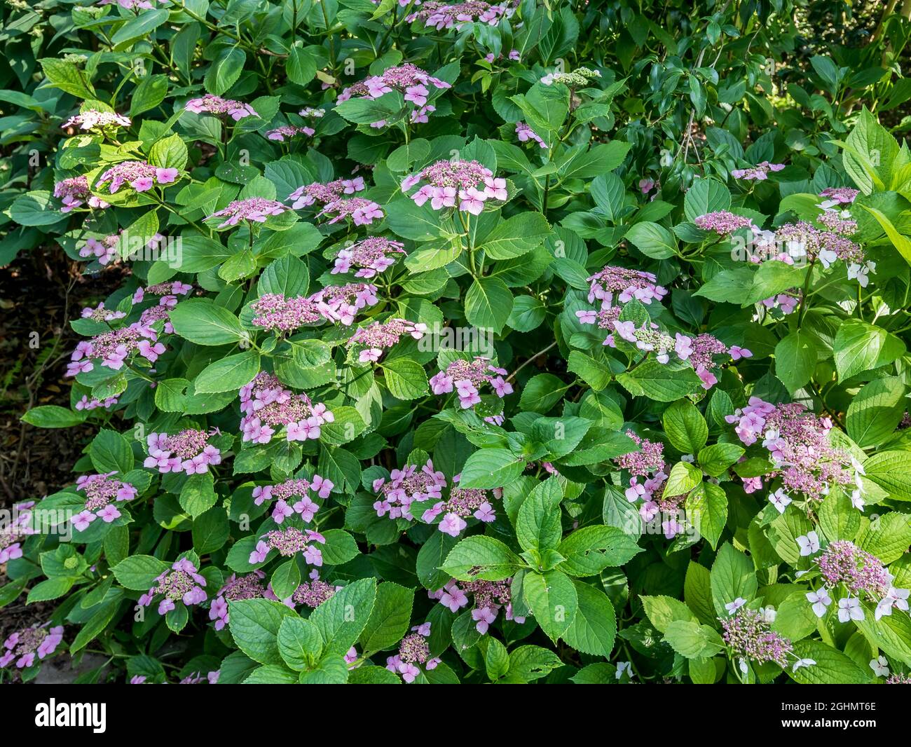 Hydrangea macrophylla normalis 'Geoffrey Chadbund' Stock Photo - Alamy