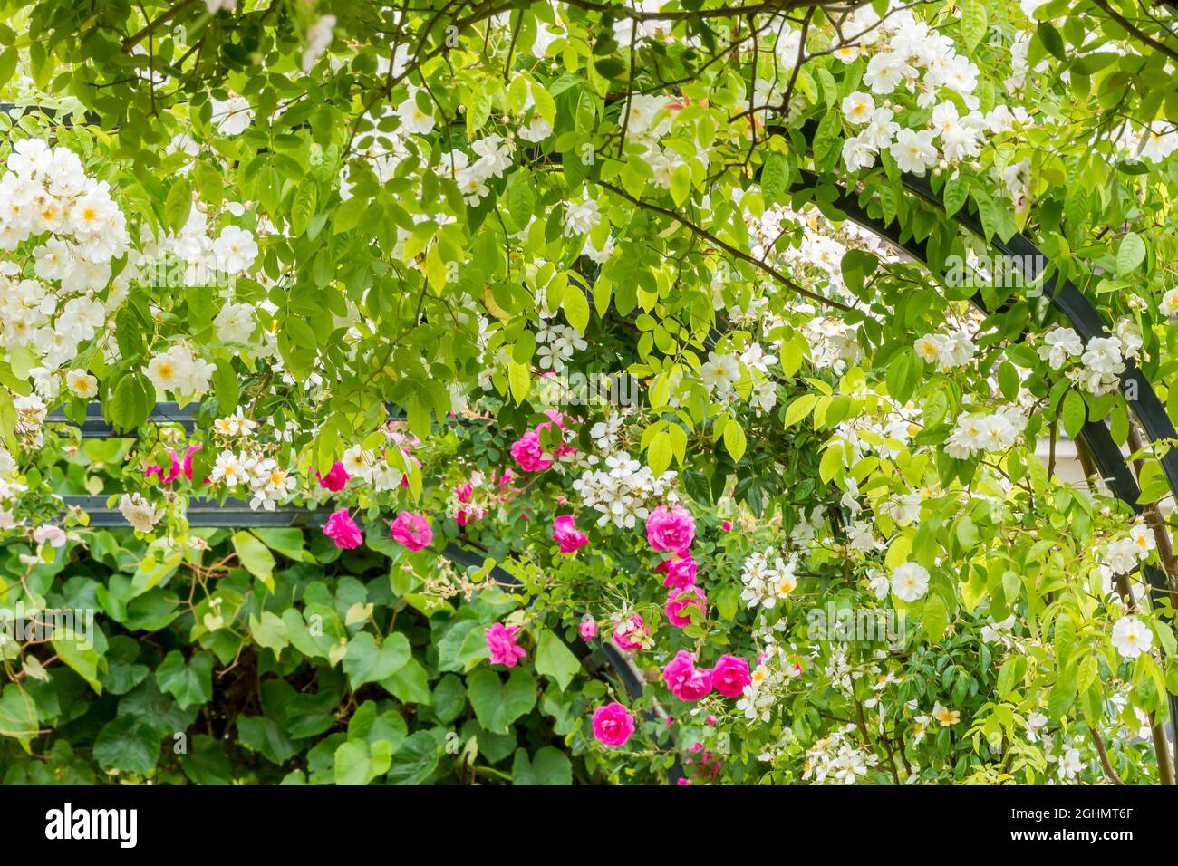 Rose Toby High Resolution Stock Photography and Images - Alamy