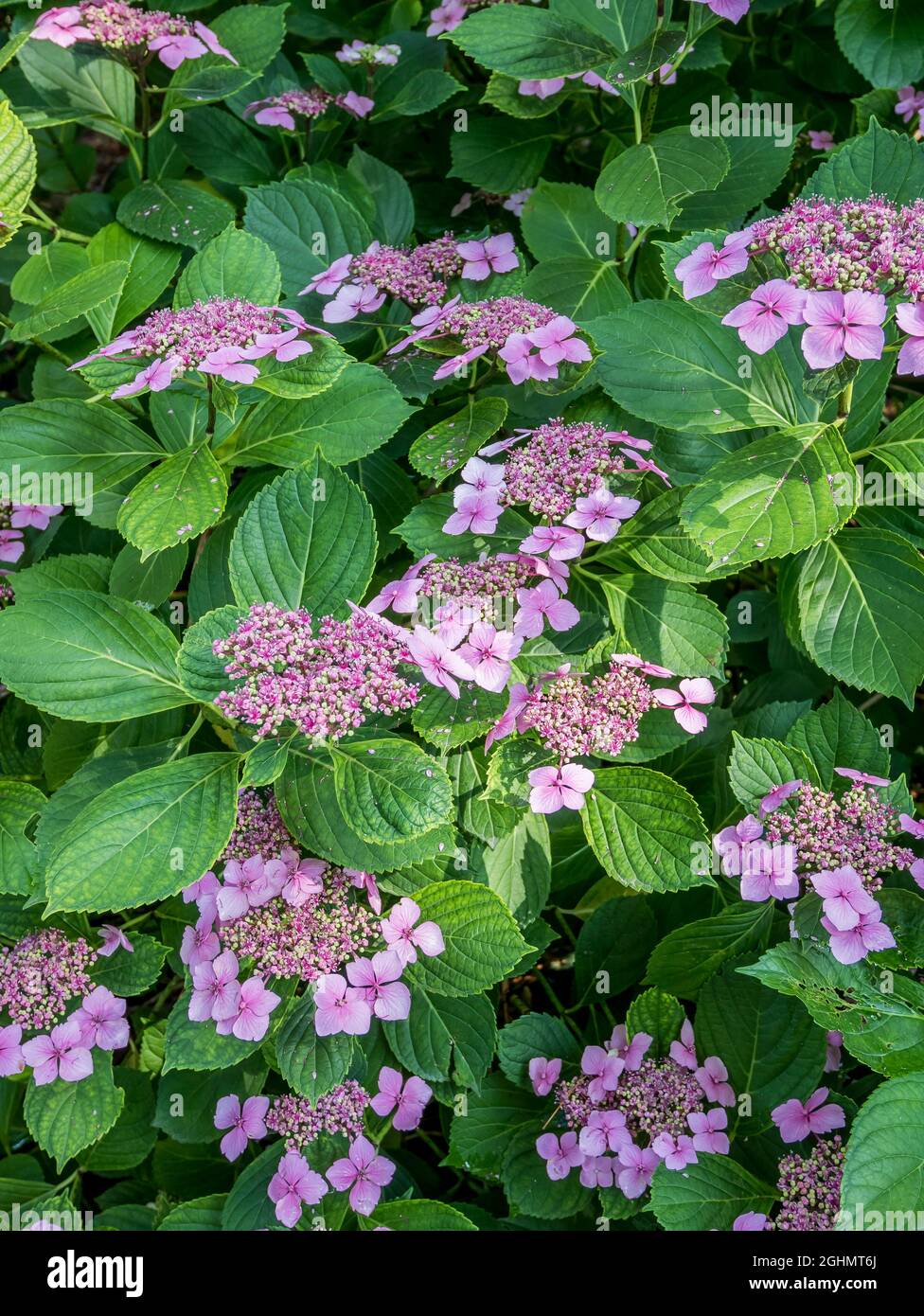 Hydrangea macrophylla normalis 'Geoffrey Chadbund' Stock Photo - Alamy