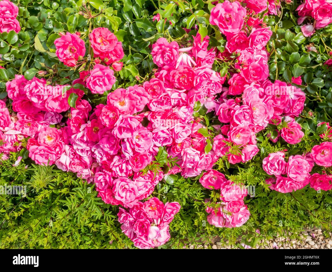 Rose-tree 'Emera' in bloom in a garden Stock Photo - Alamy