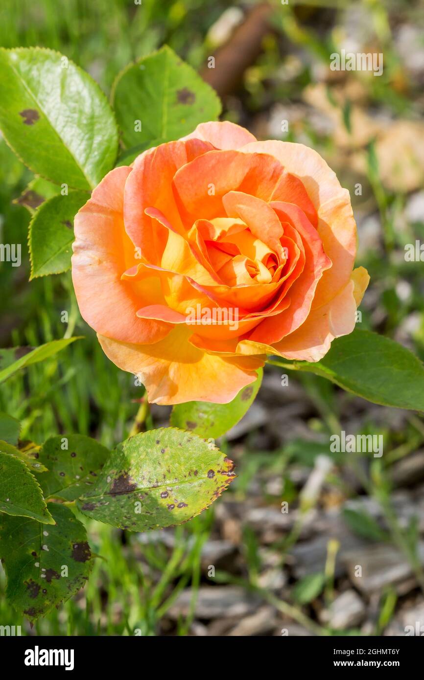 Rose-tree 'Buff Beauty' in bloom in a garden Stock Photo - Alamy