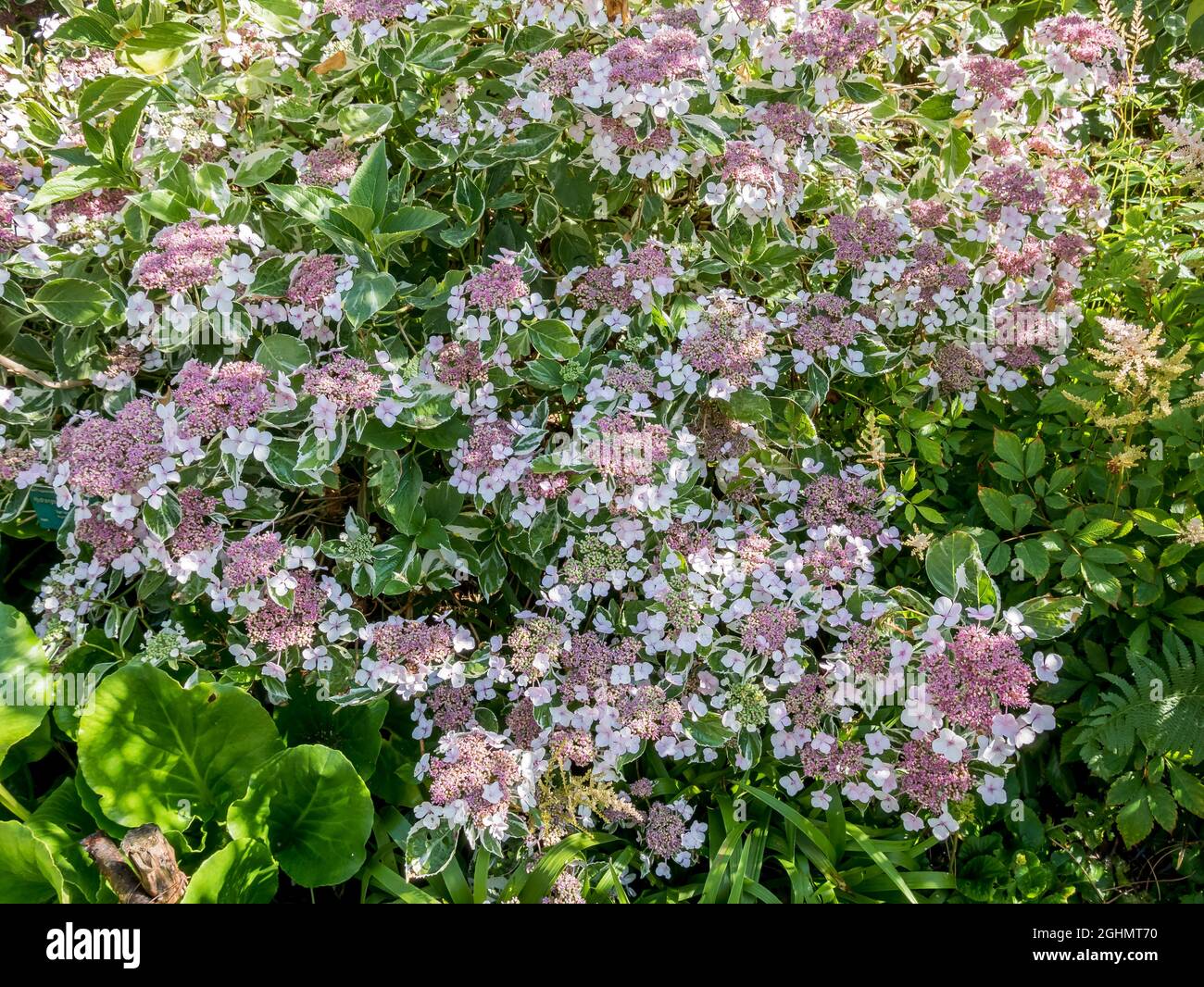 Hydrangea macrophylla 'Variegata' Stock Photo - Alamy