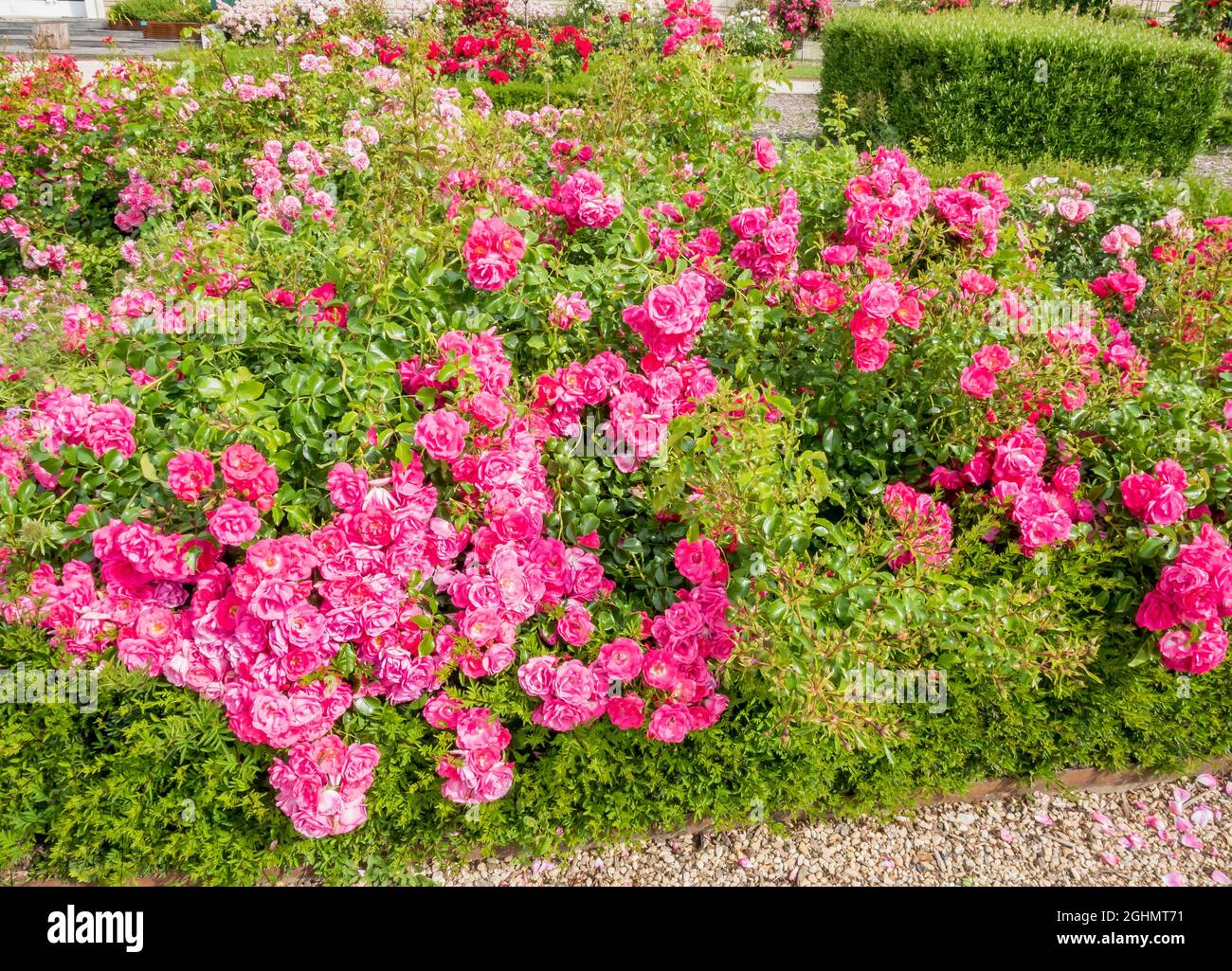 Rose-tree 'Emera' in bloom in a garden Stock Photo - Alamy