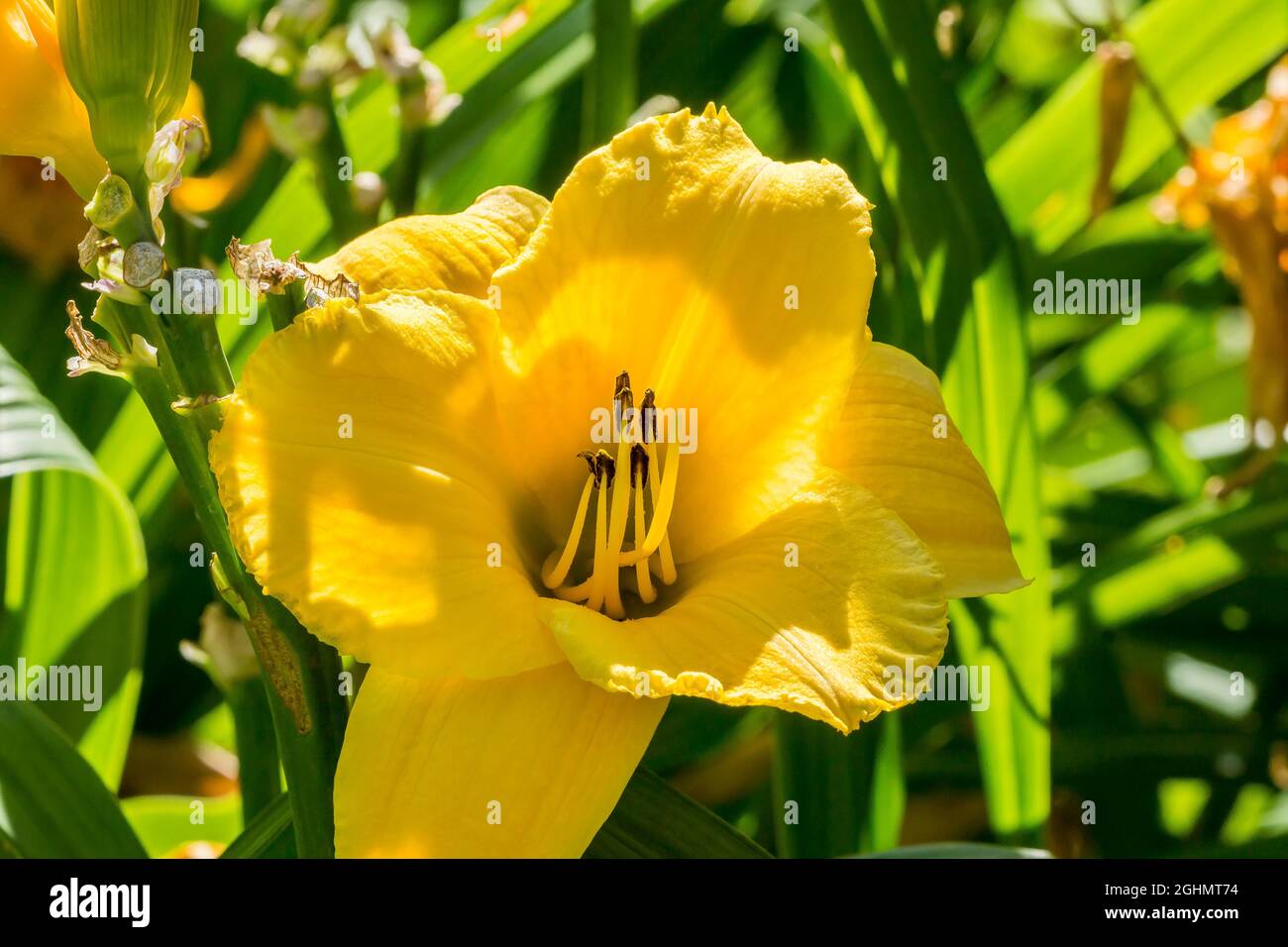 Family hemerocallidaceae hi-res stock photography and images - Alamy