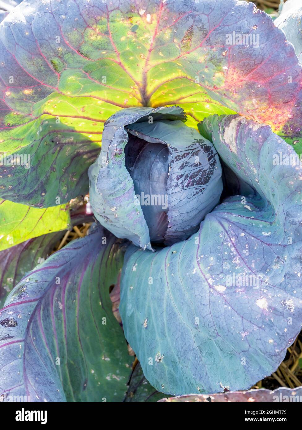 Chou cabus rouge 'Tête Noire' Stock Photo - Alamy