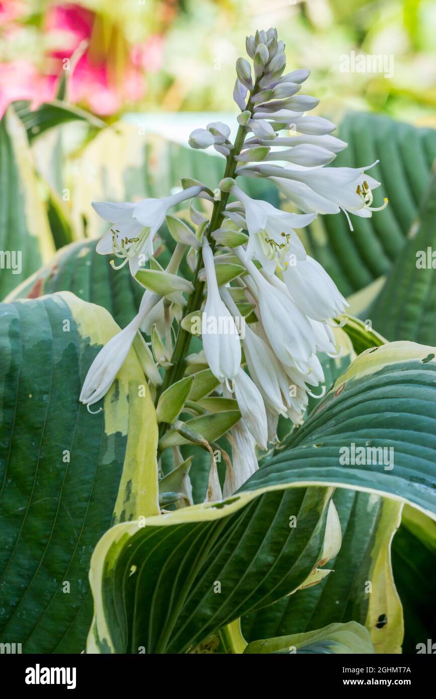 Hosta montana 'Yellow River' Stock Photo - Alamy