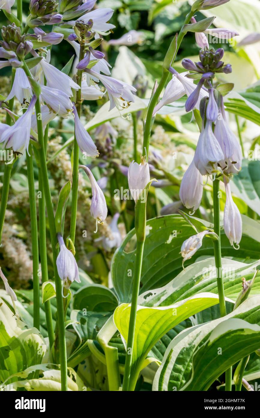 Hosta fortunei 'Antioch' Stock Photo - Alamy