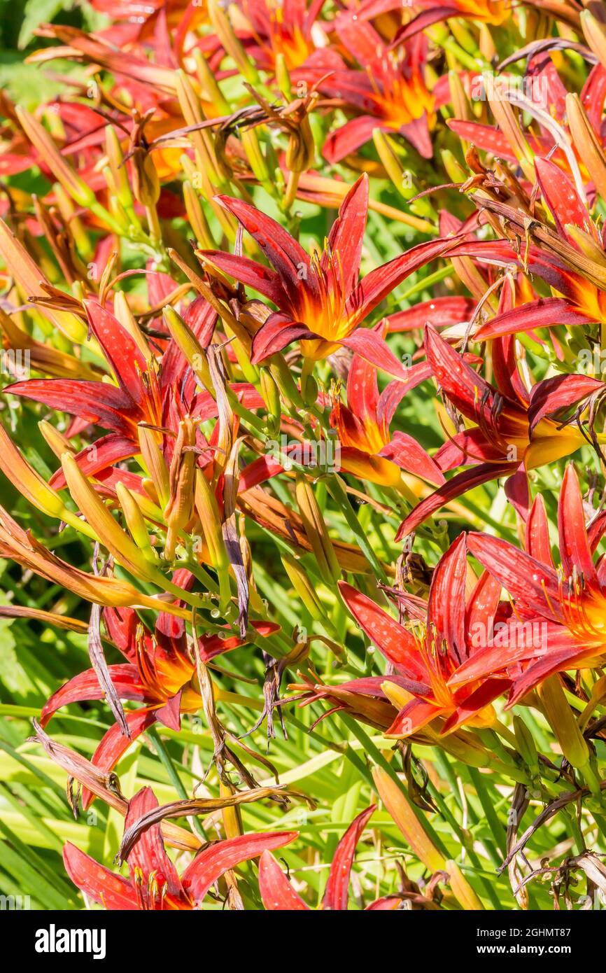 Hemerocallis 'Red Cup' Douglas 1954 Stock Photo - Alamy