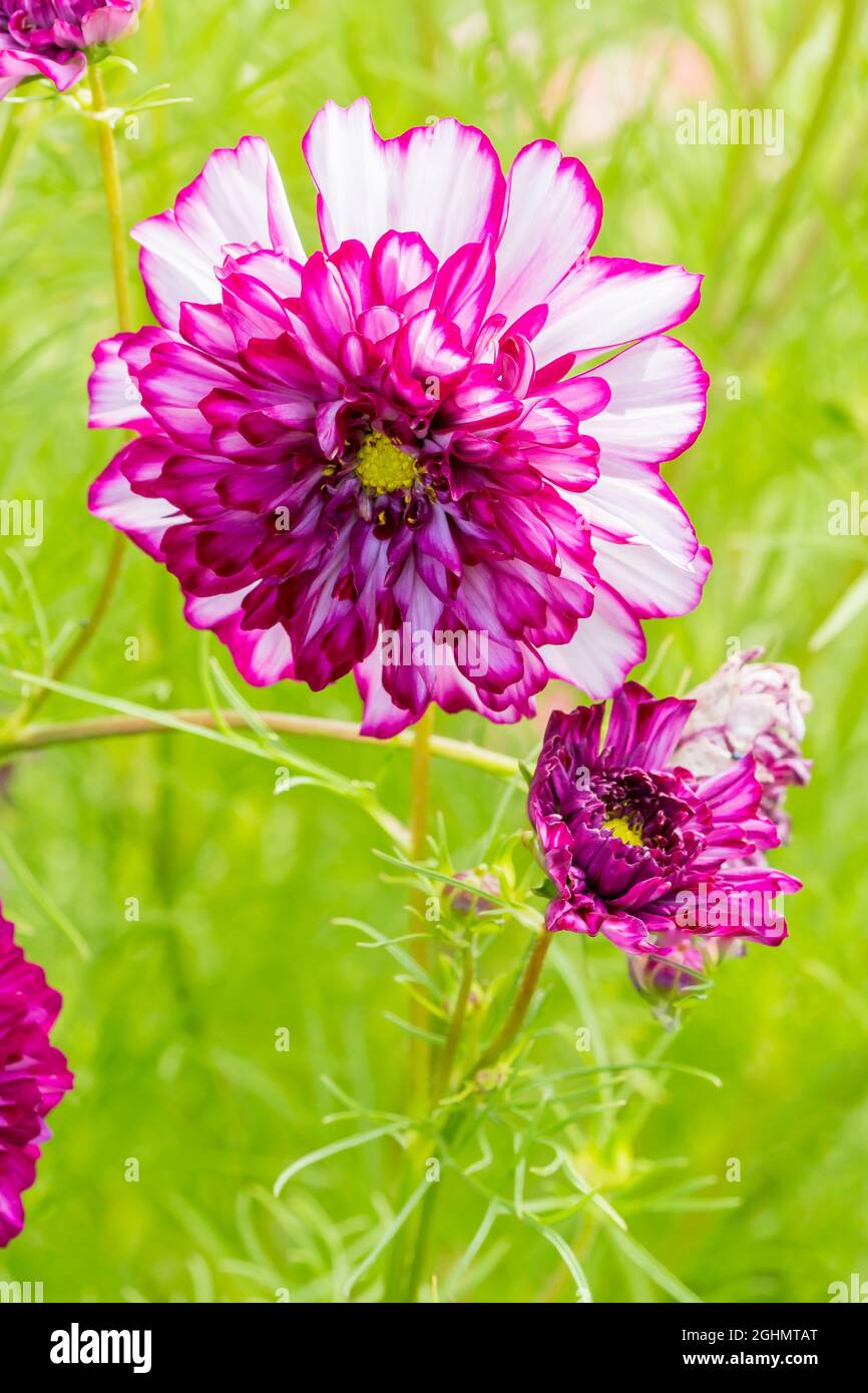 Cosmos bipinnatus 'Double Click Violet' Stock Photo - Alamy