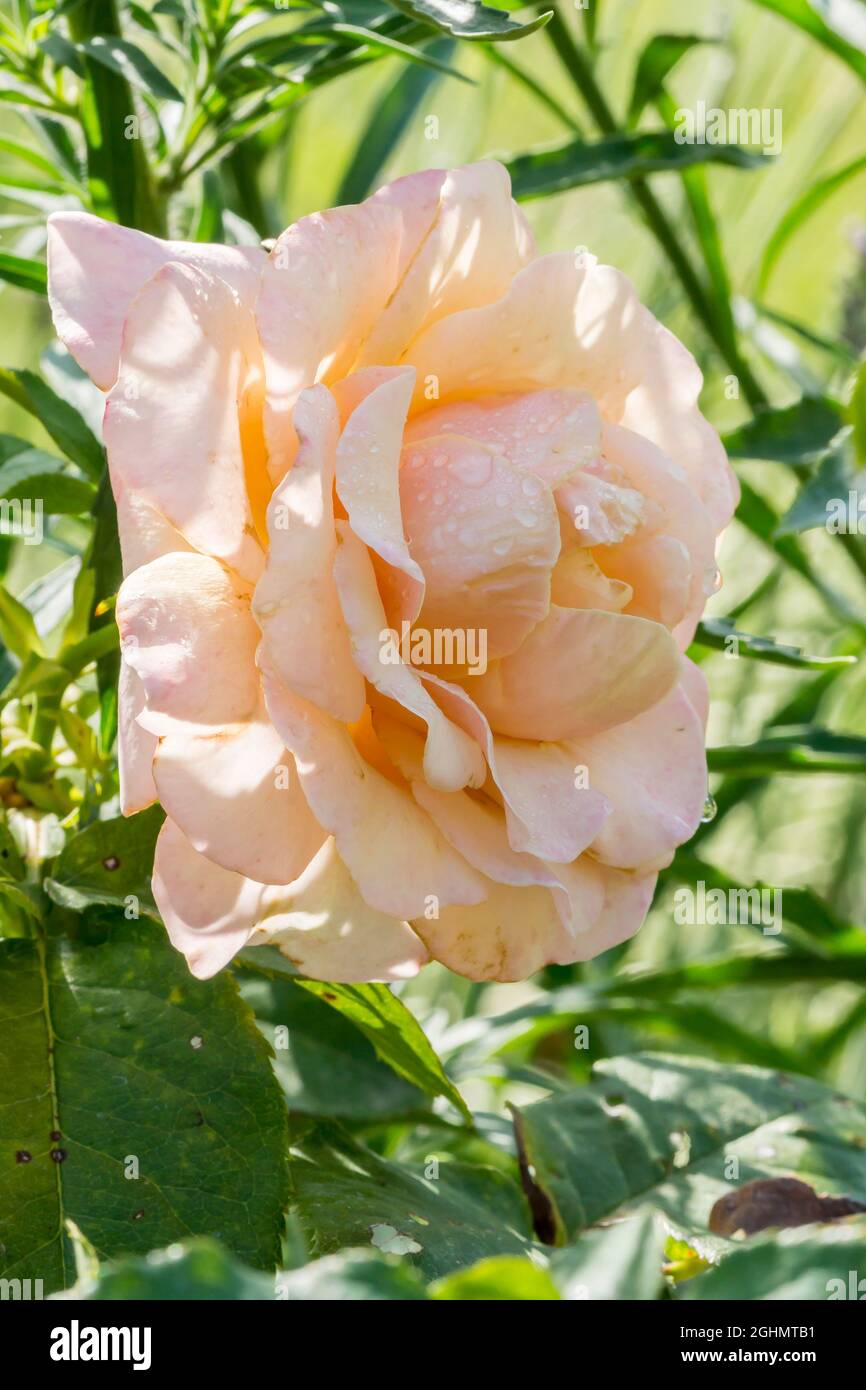 Rose tree 'Paul Ricard' in bloom in a garden Stock Photo - Alamy