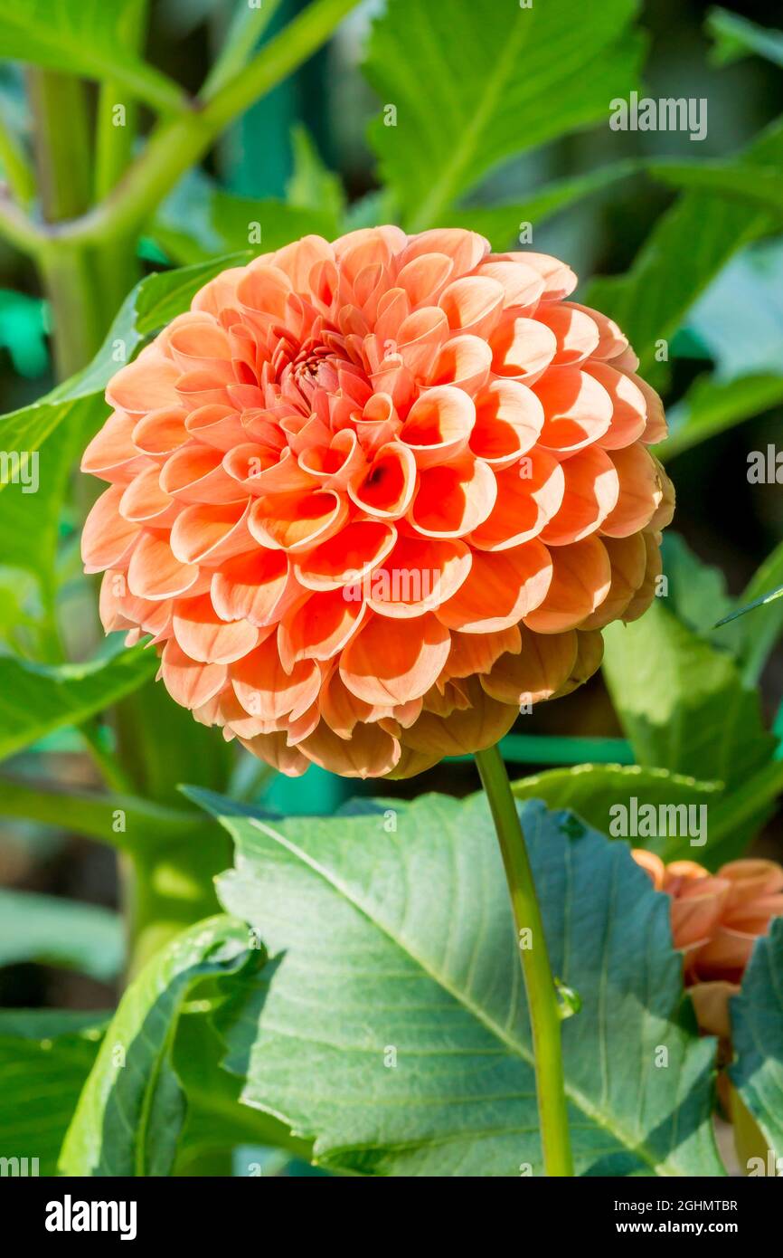 Dahlia 'Sheila' Breeder : Geerlings (NDL) 2007 Stock Photo - Alamy