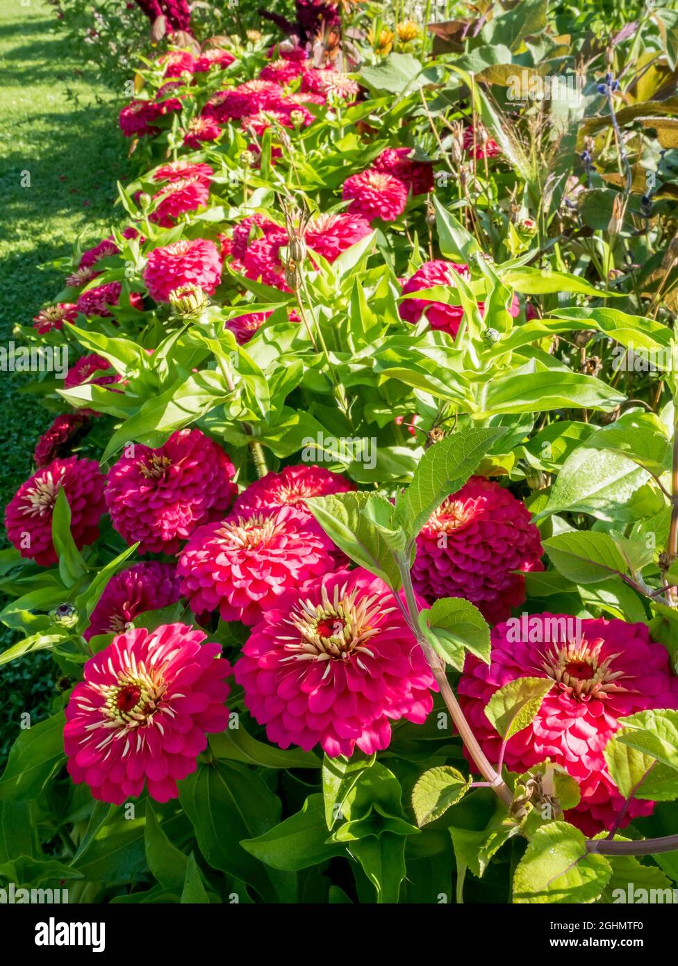 Zinnia elegans 'Dreamland Rose' Stock Photo - Alamy