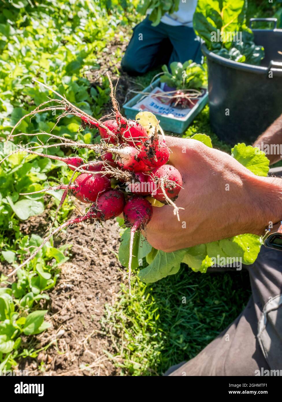 Recolte de the hi-res stock photography and images - Alamy