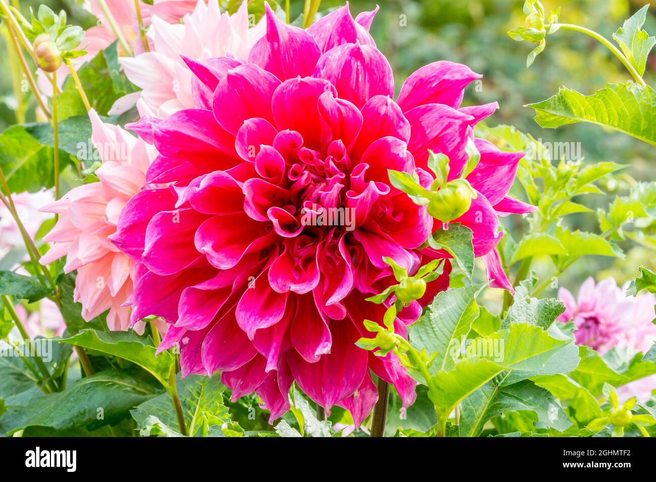 Dahlia 'Emory Paul' Breeder : Baynes (AUS) 1962 Stock Photo - Alamy