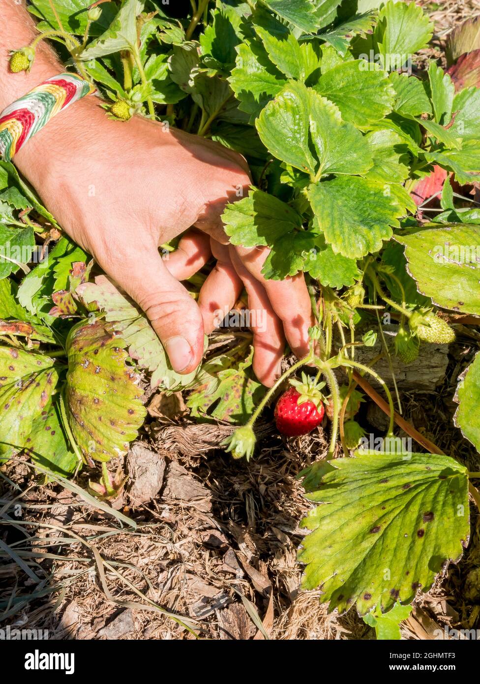 Strawberries fragaria sp hi-res stock photography and images - Alamy