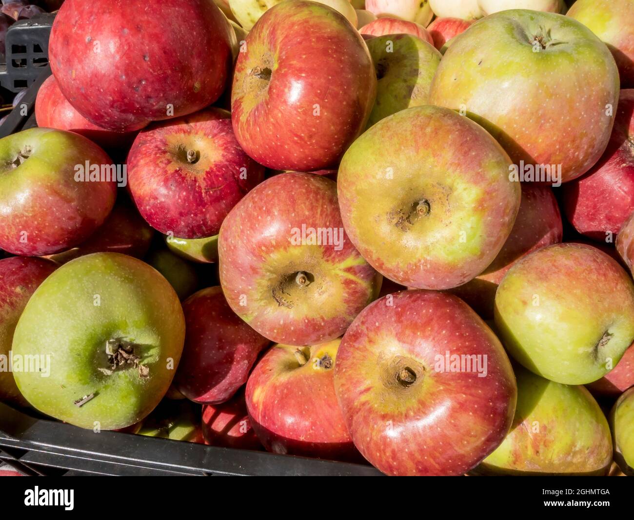 Pomme 'Belle de France' Stock Photo - Alamy