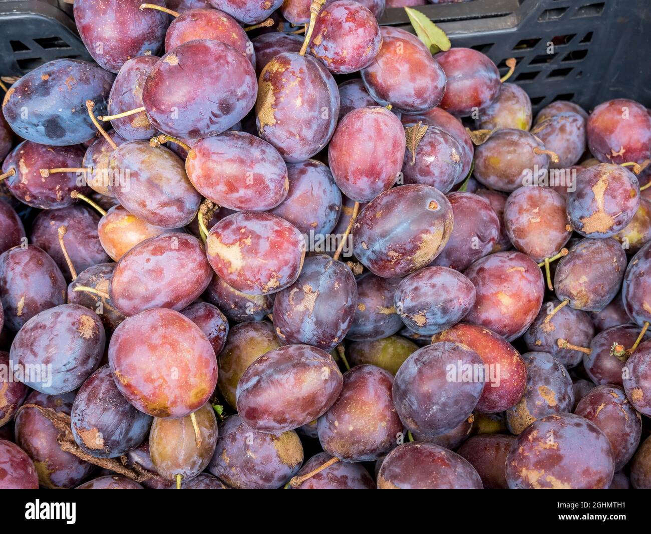 Prune bleue Quetsche 'Valor' Stock Photo - Alamy