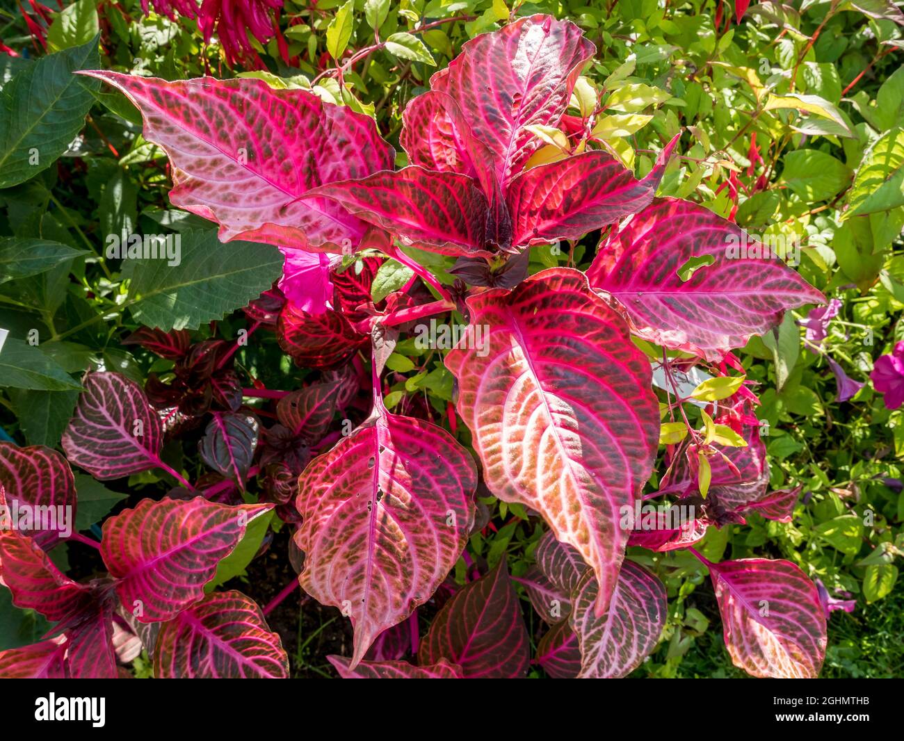 Iresine High Resolution Stock Photography and Images - Alamy