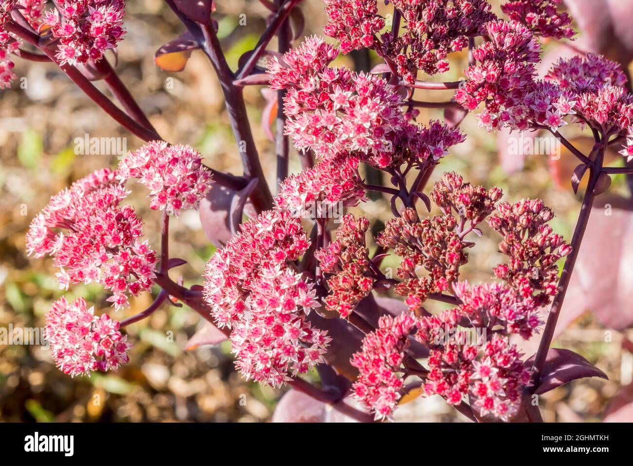 Sedum telephium ?Xenox? Breeder : Gough 2006 Stock Photo - Alamy