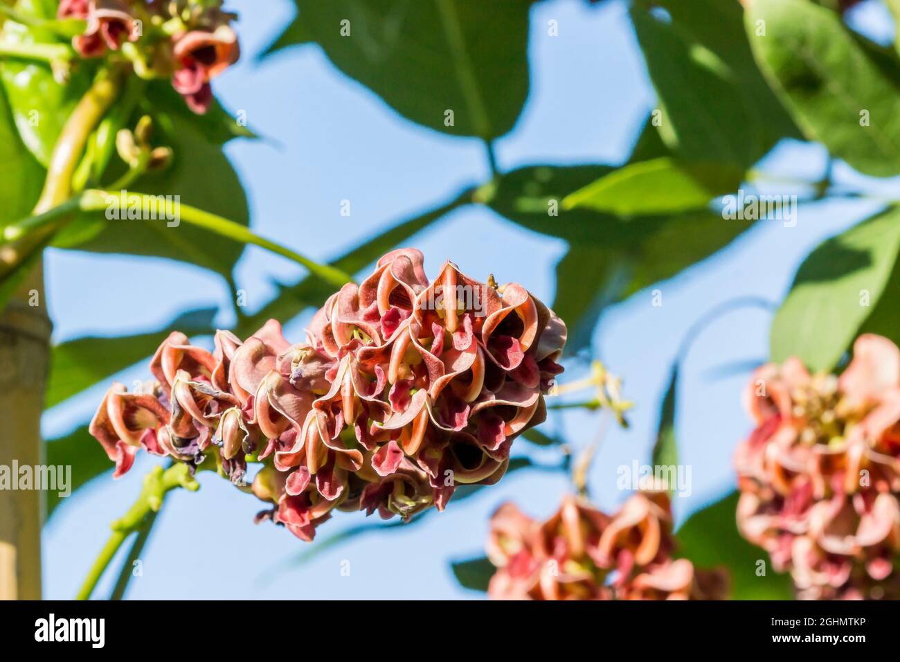 Groundnut plantations hi-res stock photography and images - Alamy