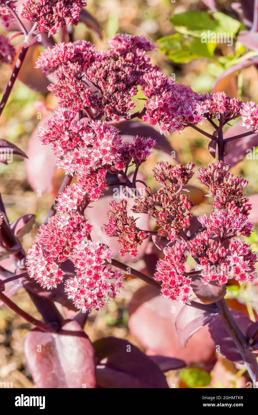 Sedum telephium ?Xenox? Breeder : Gough 2006 Stock Photo - Alamy