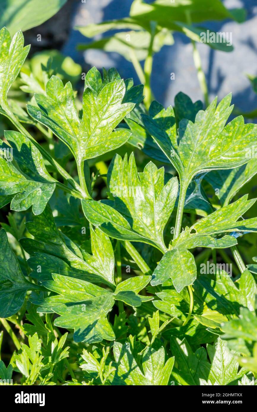 Persil Plat Geant d´Italie Stock Photo - Alamy