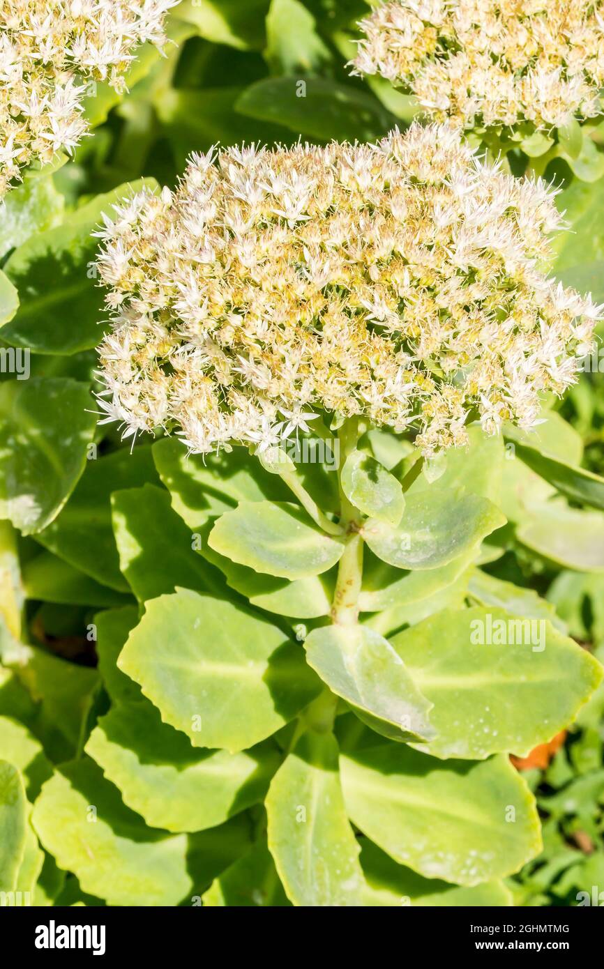 Sedum spectabile 'Variegata' Stock Photo - Alamy