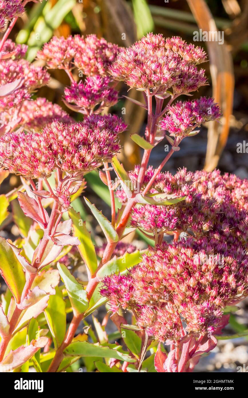 Sedum spectabile 'Gluth' Stock Photo - Alamy