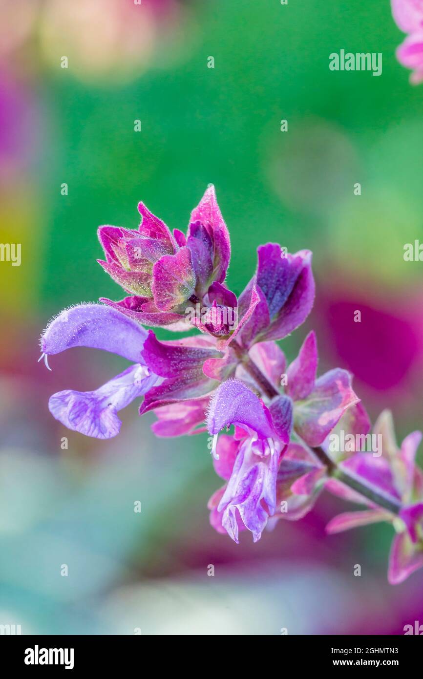 Salvia canariensis var. candidissima Stock Photo - Alamy